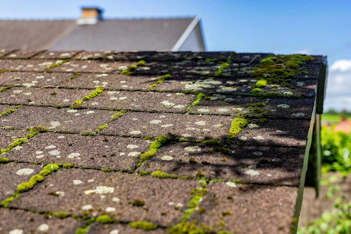 Moss On Roof: Removal Tips & How To Prevent Regrowth